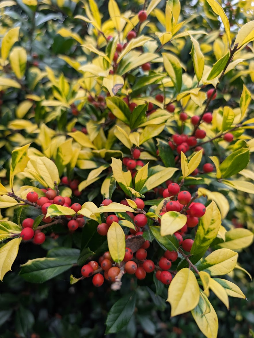 Ilex x attenuata 'Sunny Foster' – Garden Treasures Nursery