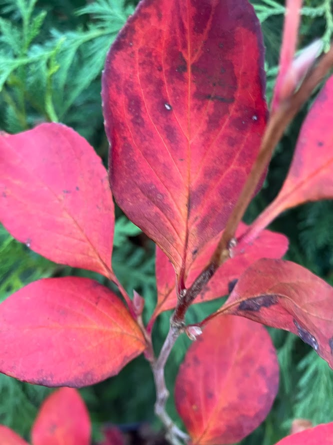 Products – Page 17 – Garden Treasures Nursery