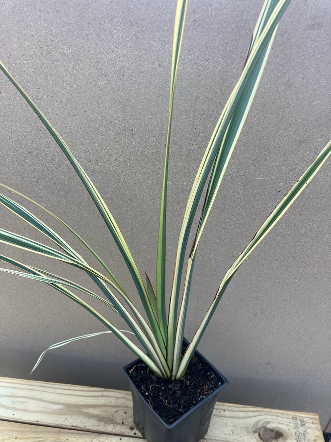 Phormium 'Golden Ray' – Garden Treasures Nursery