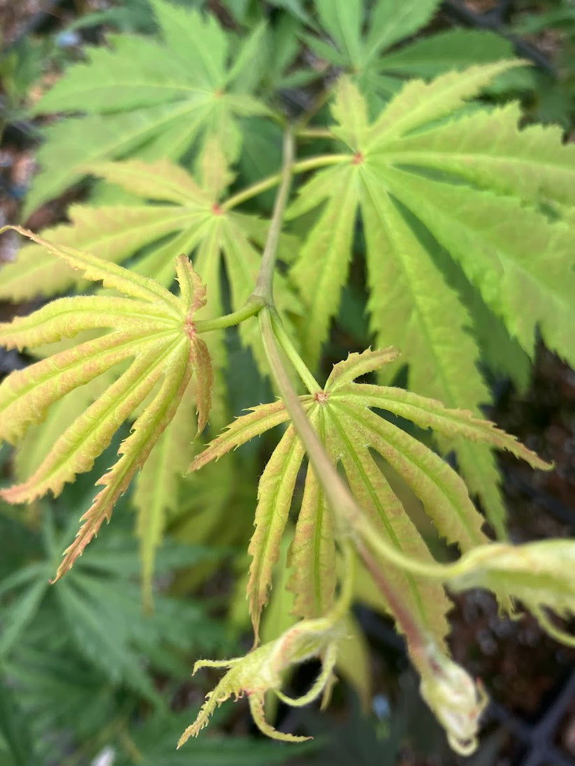 Acer palmatum 'Tiger Rose' – Garden Treasures Nursery