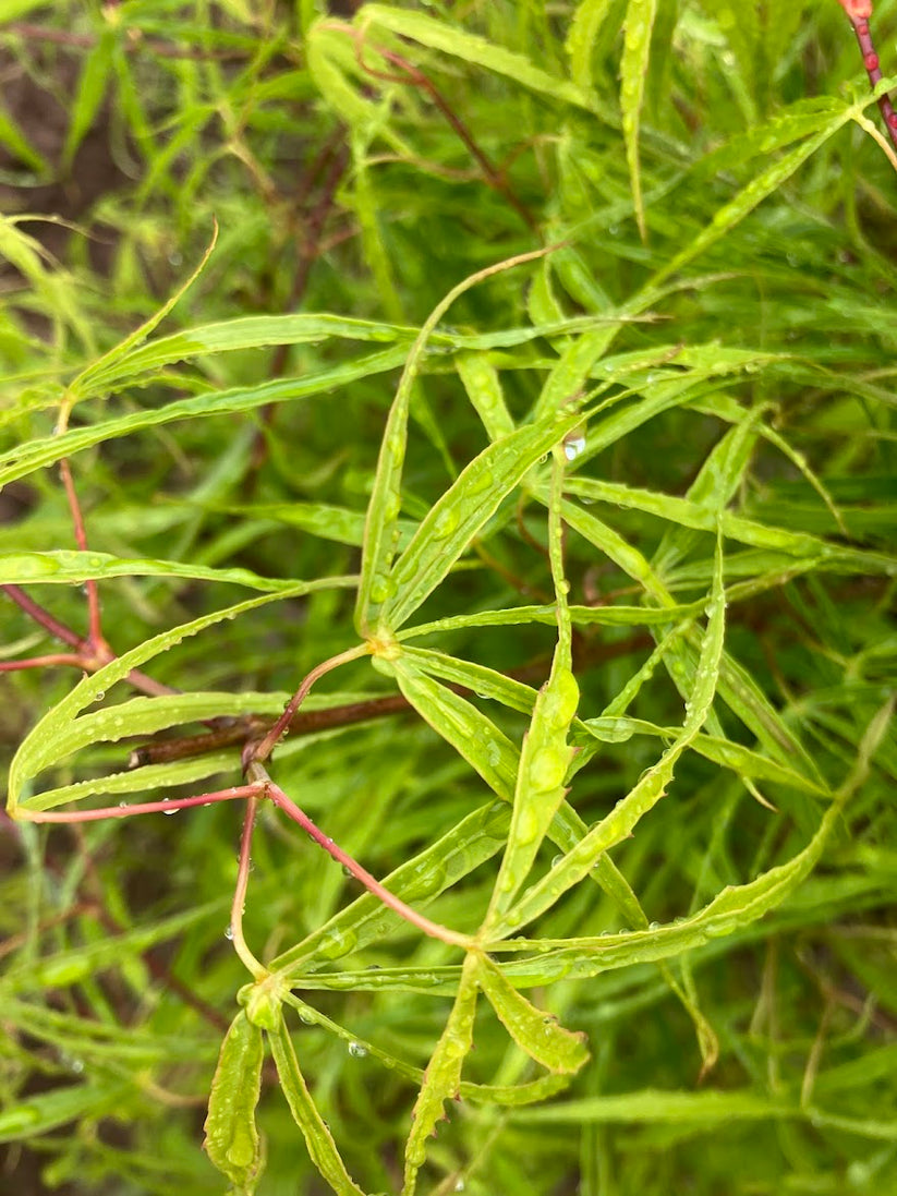 Acer palmatum 'Kinshi' – Garden Treasures Nursery
