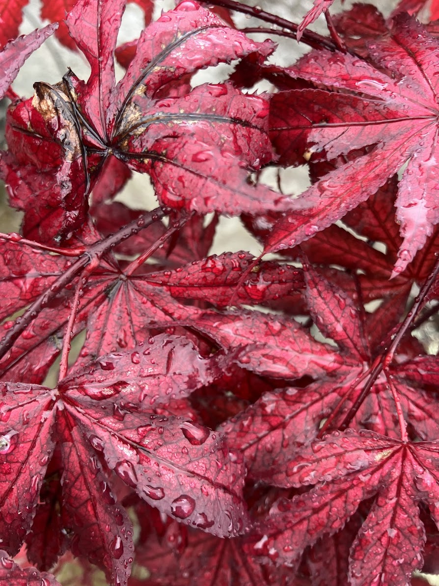 Acer palmatum 'Amagi Shigure' – Garden Treasures Nursery