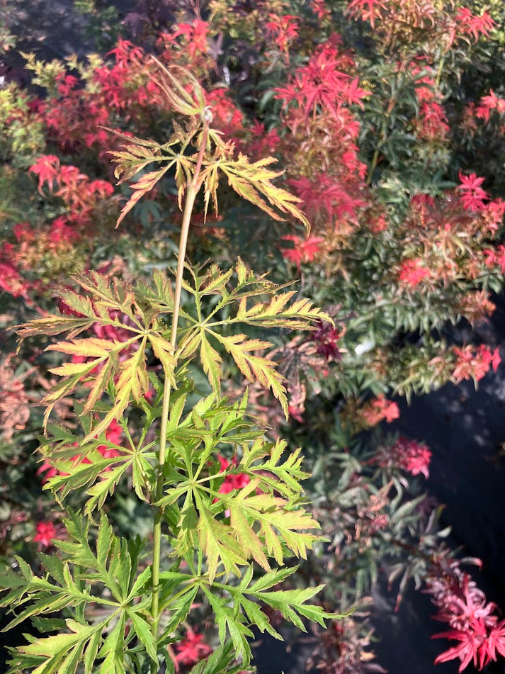 Acer palmatum 'Lemon Lime Lace' – Garden Treasures Nursery