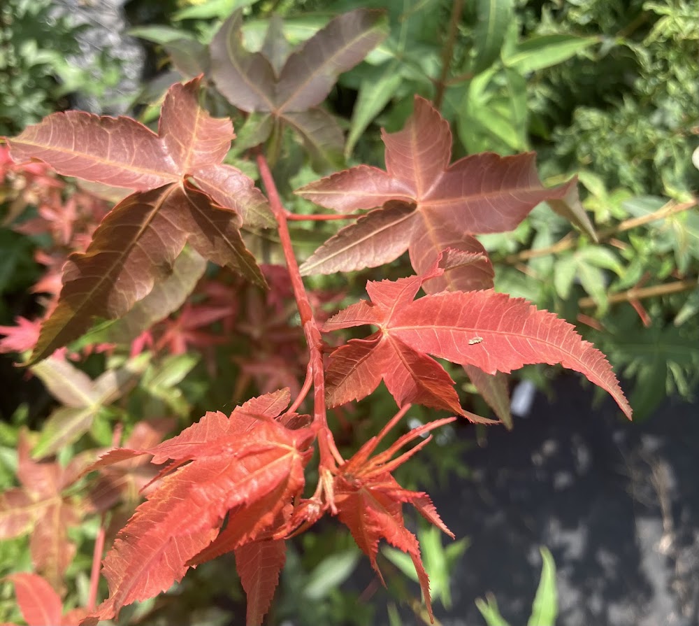 Acer palmatum 'Mizuho Beni' Yellow Japanese Maple – Garden Treasures ...