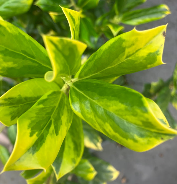 Ilex x 'Hefcup' – Garden Treasures Nursery