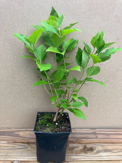 Callicarpa americana 'Welch's Pink' – Garden Treasures Nursery