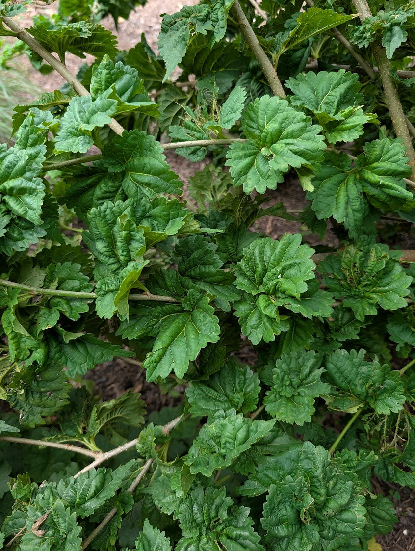 Morus alba 'Ho O' – Garden Treasures Nursery