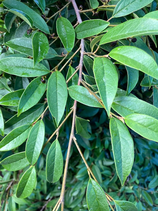 Sycopsis sinensis – Garden Treasures Nursery