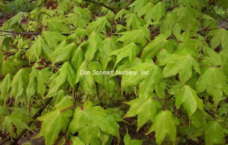 Acer palmatum 'Ichigyoji' – Garden Treasures Nursery