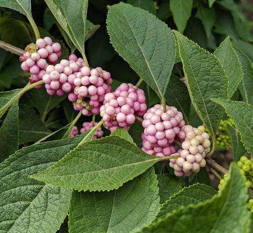Callicarpa americana 'Welch's Pink' – Garden Treasures Nursery