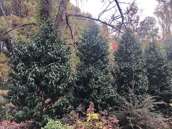 Magnolia x 'Stellar Ruby' PP 29778 GARDEN TREASURES INTRODUCTION ...