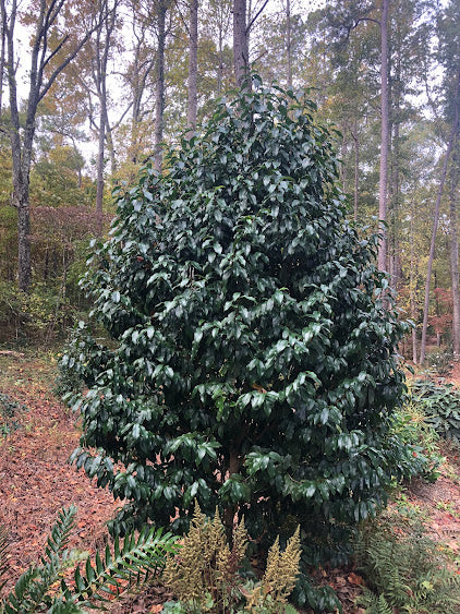 Magnolia x 'Stellar Ruby' PP 29778 GARDEN TREASURES INTRODUCTION ...